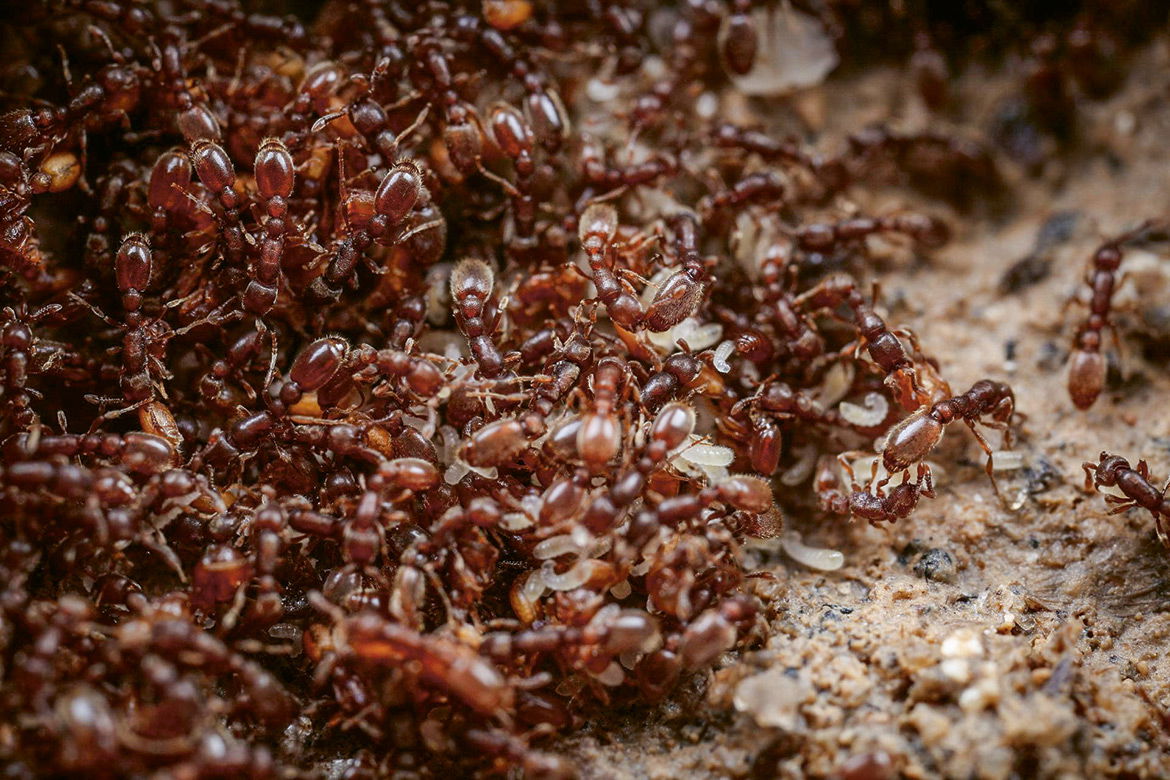 Test Your Knowledge: Ant Colony Facts