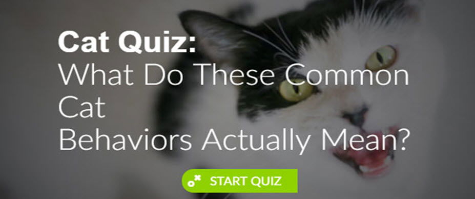 Decode Your Cat: Understanding Feline Signals and Behaviors
