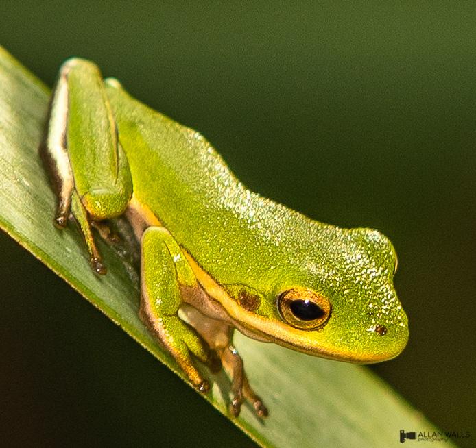 Find Your Perfect Macro Photography Gear!