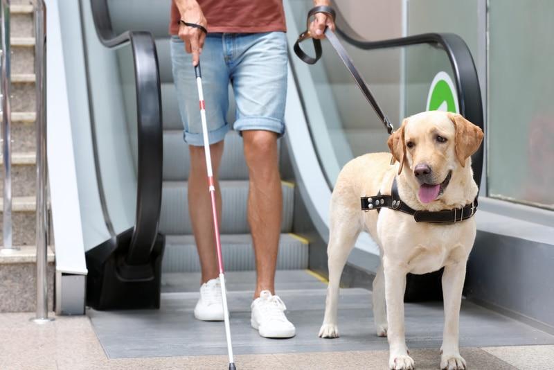 Which Mobility Service Dog Breed is Right for You?