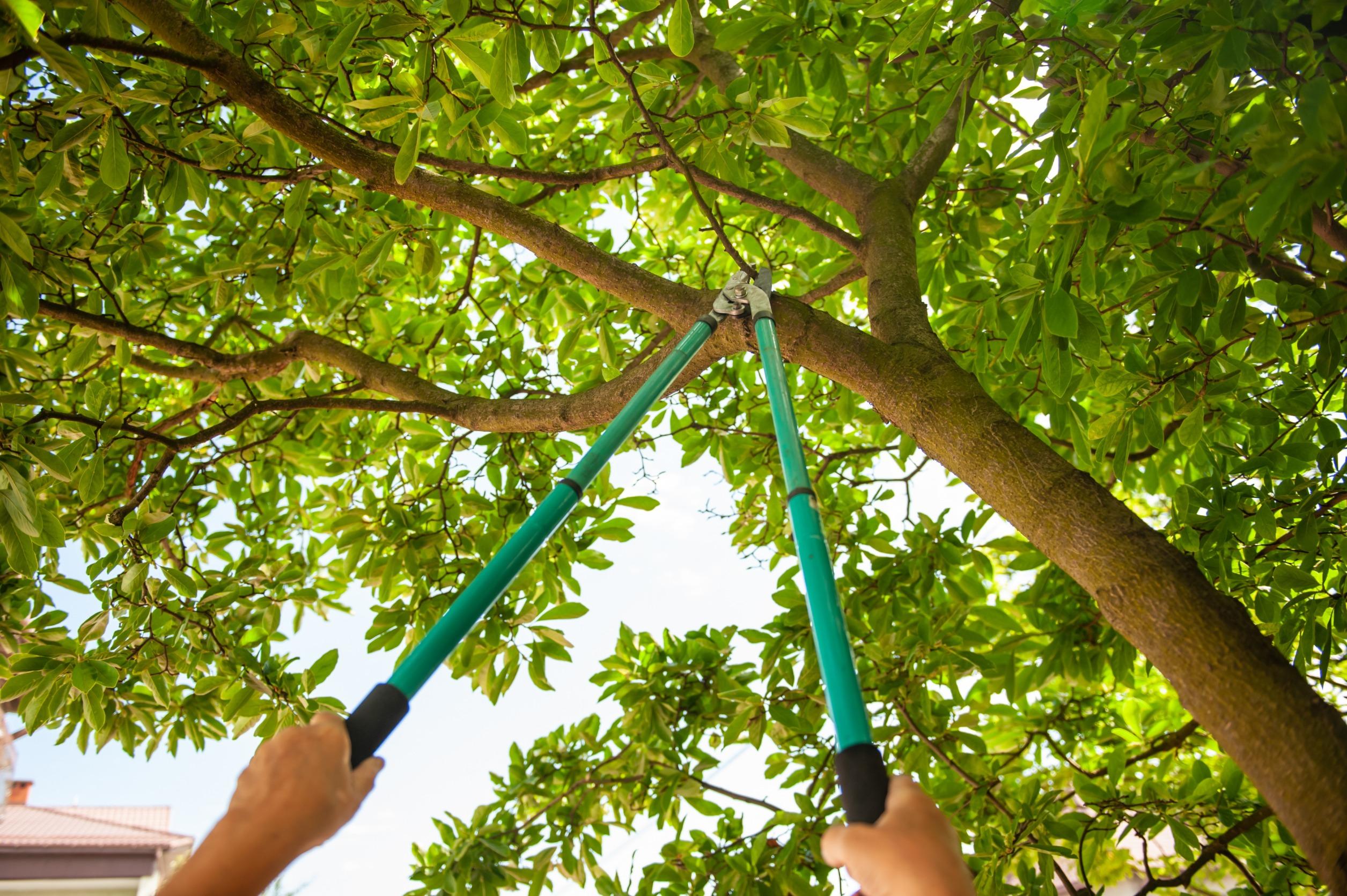 When is the Best Time to Prune? Find Your Perfect Pruning Tool!