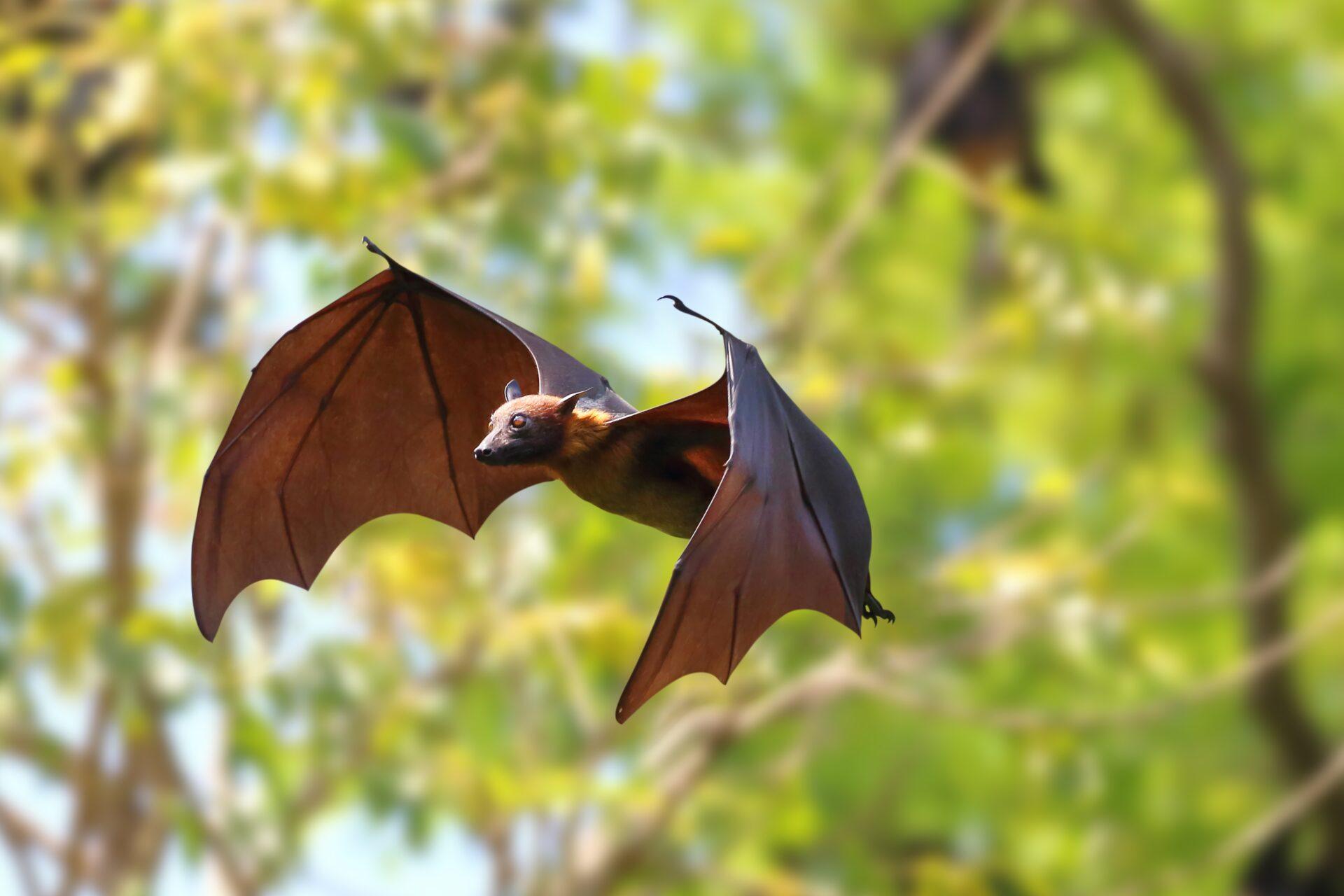 Find the Perfect Bat Removal Solution for Your Home!