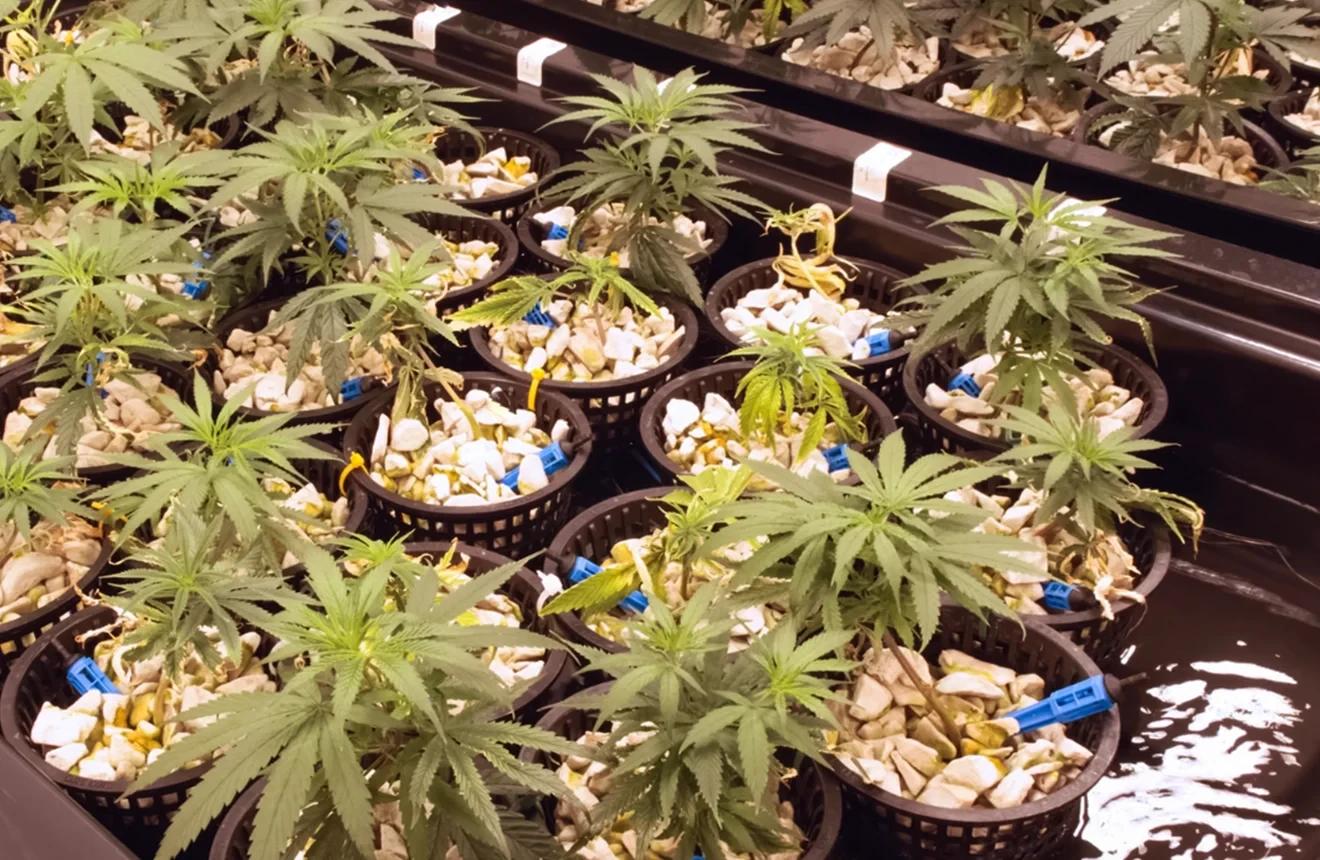 Find Your Perfect Hydroponic Cannabis Strain!