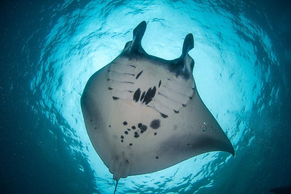 What's Your Ideal Divemaster Program?