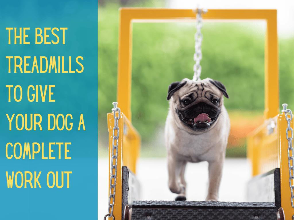 Which Dog Treadmill is Right for Your Pup?