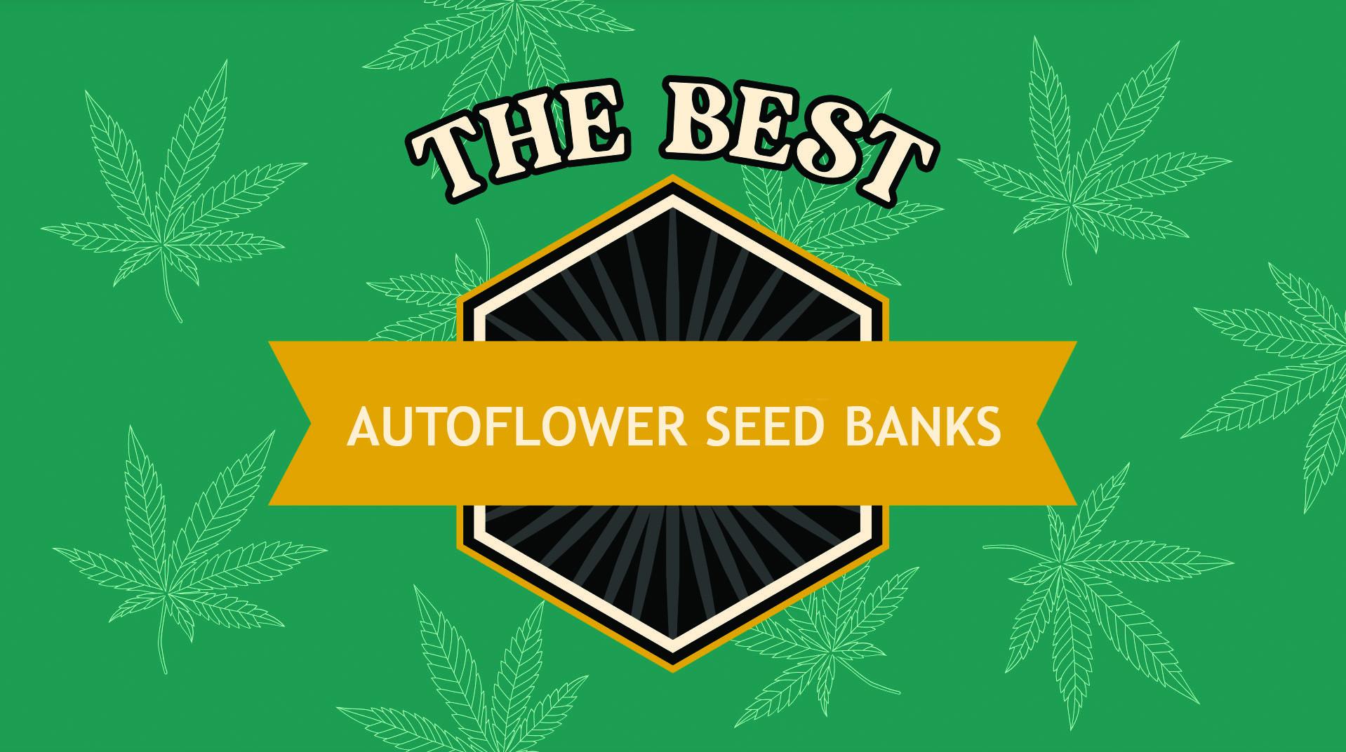 Discover Your Perfect Autoflower Seed Bank!