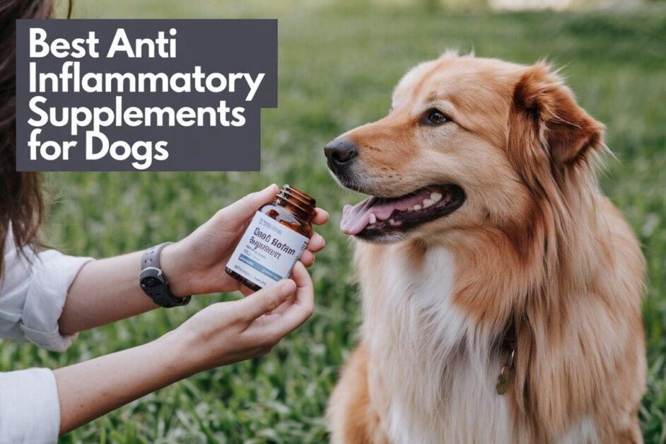 Find the Perfect Anti-Inflammatory Supplement for Your Dog