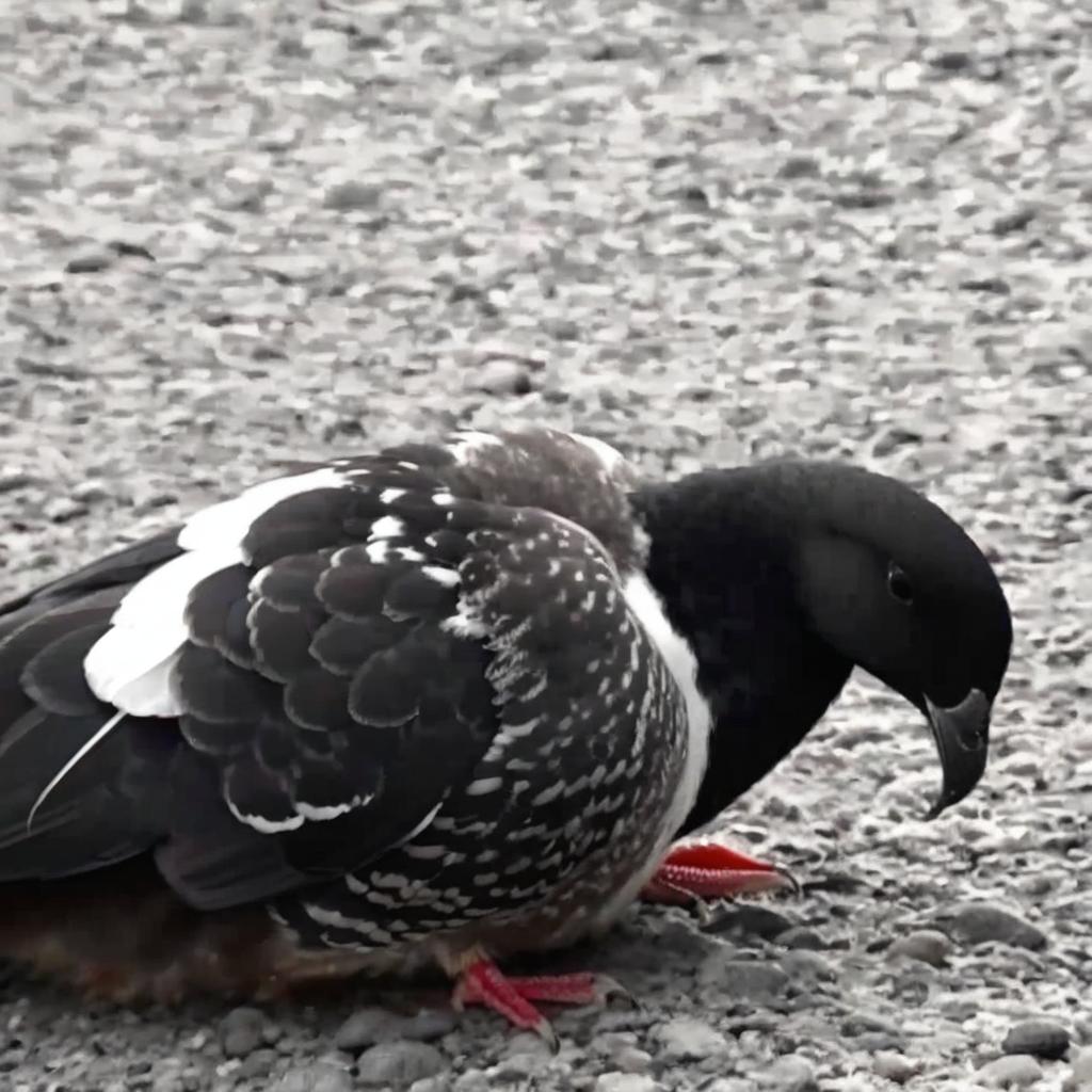 Adorable Pigeons Cuddling in a Cozy Bed | Idyllic AI Art